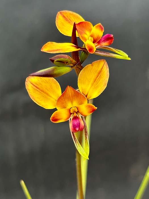 Southern California Orchid Species Society