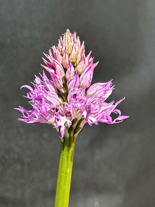 Southern California Orchid Species Society