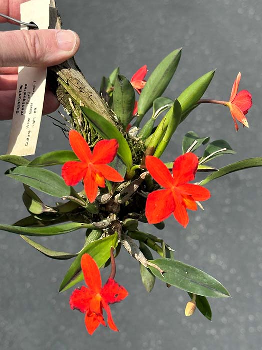 Southern California Orchid Species Society