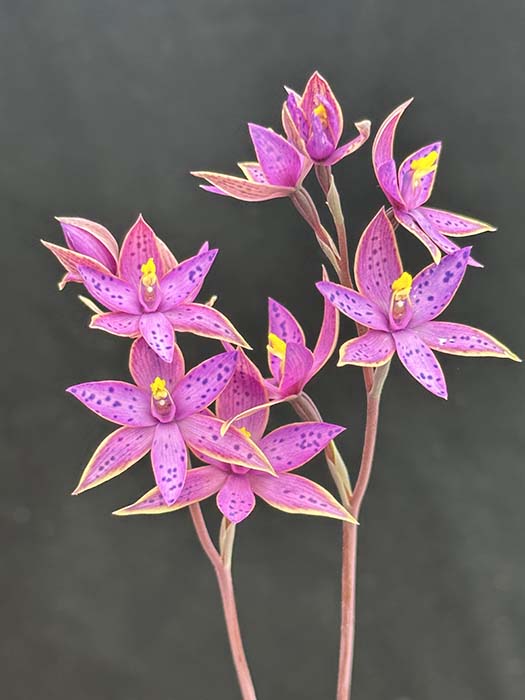 Southern California Orchid Species Society