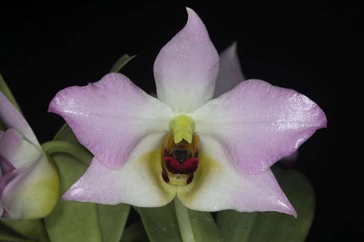 Southern California Orchid Species Society
