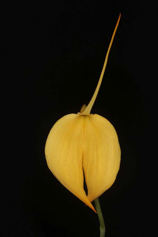 Southern California Orchid Species Society