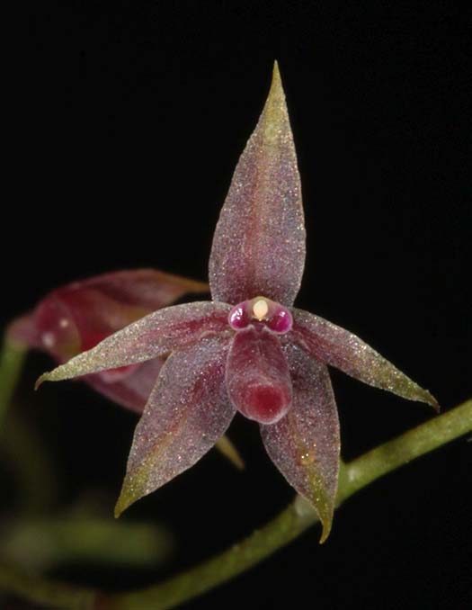Southern California Orchid Species Society