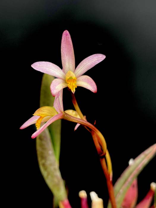Southern California Orchid Species Society