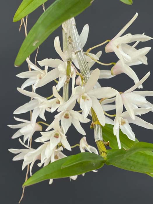 Southern California Orchid Species Society