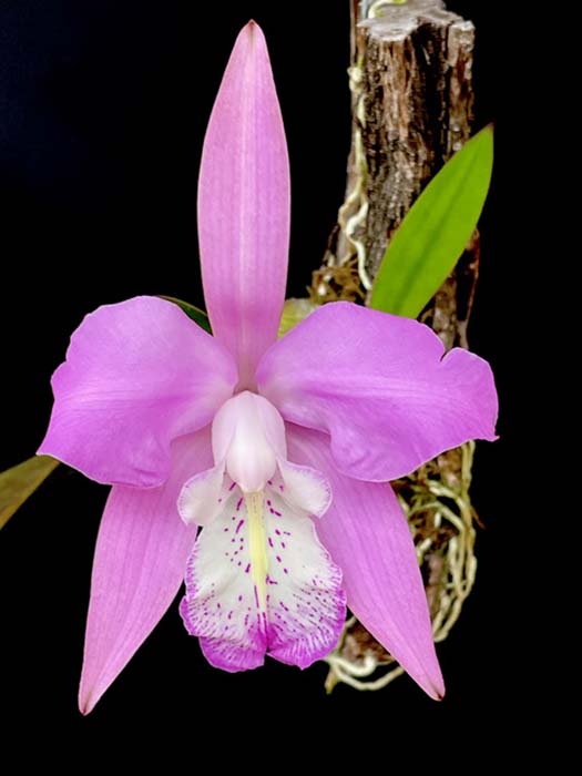 Southern California Orchid Species Society