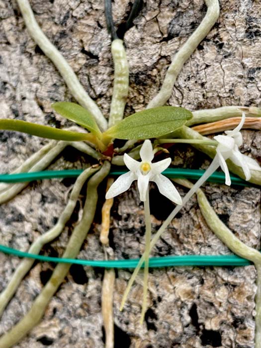 Southern California Orchid Species Society