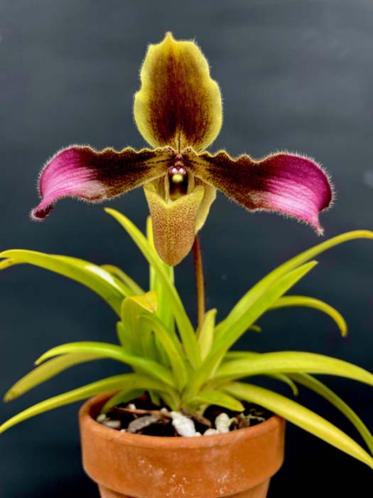 Southern California Orchid Species Society