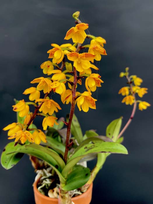 Southern California Orchid Species Society