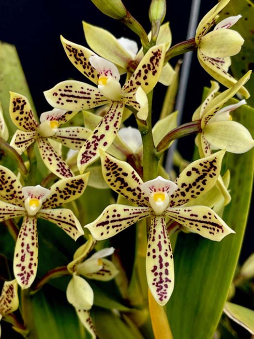 Southern California Orchid Species Society