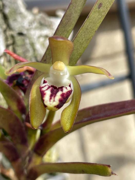 Southern California Orchid Species Society