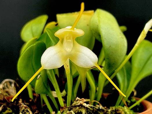 Southern California Orchid Species Society