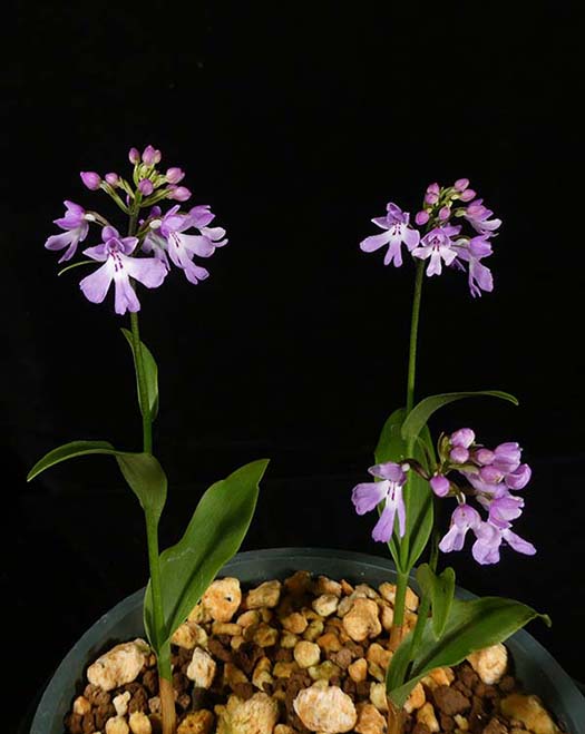 Southern California Orchid Species Society