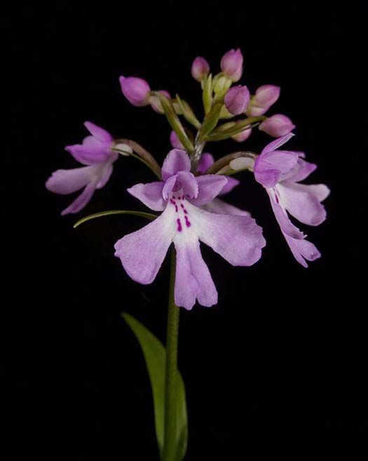 Southern California Orchid Species Society