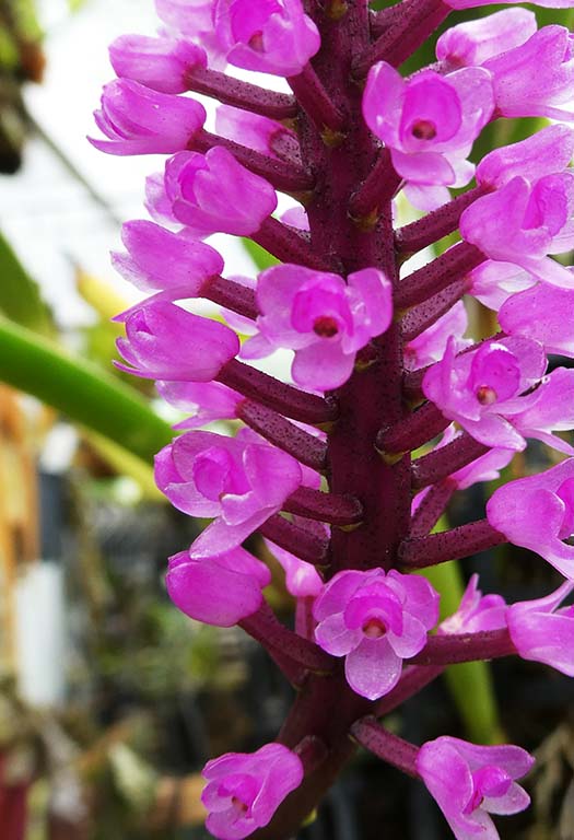 Southern California Orchid Species Society