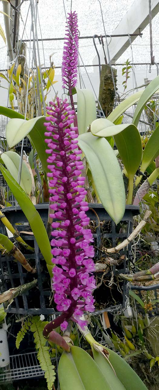 Southern California Orchid Species Society