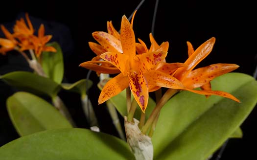 Southern California Orchid Species Society