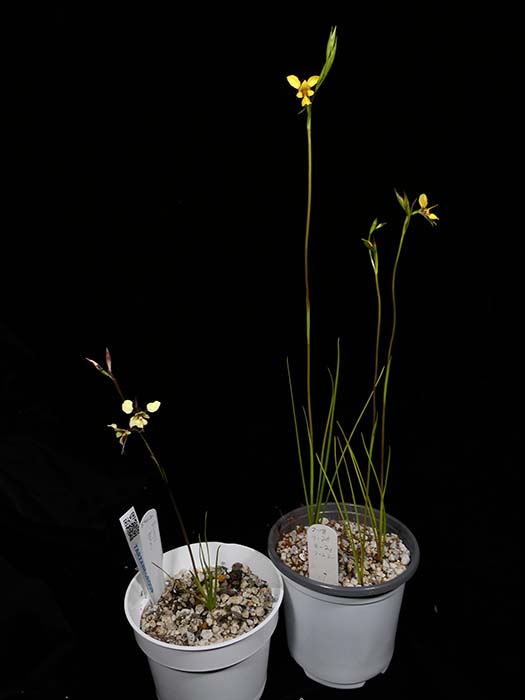 Southern California Orchid Species Society