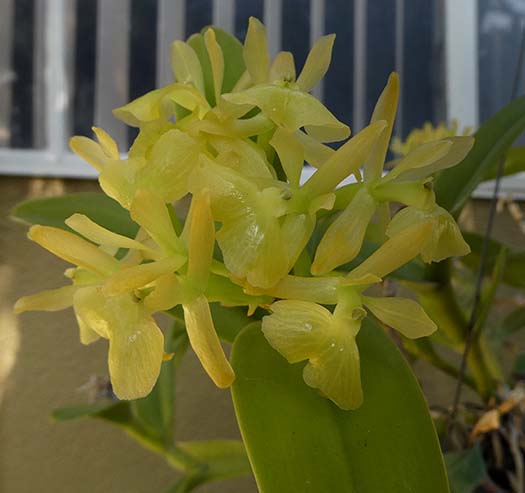 Southern California Orchid Species Society