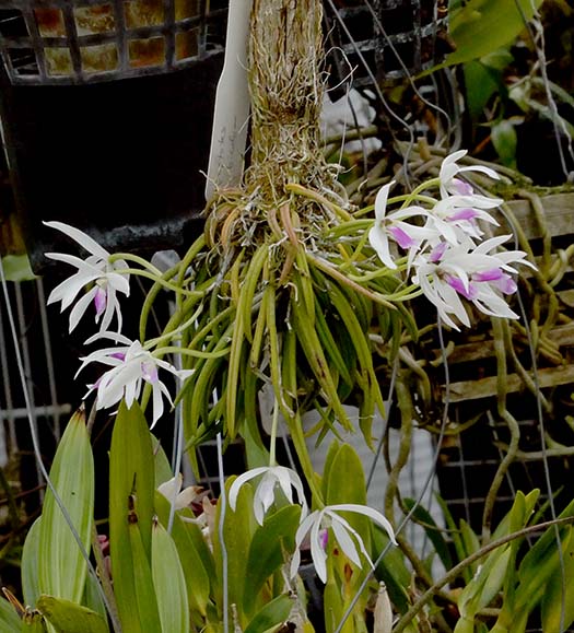 Southern California Orchid Species Society