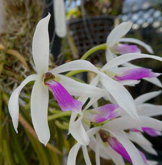 Southern California Orchid Species Society