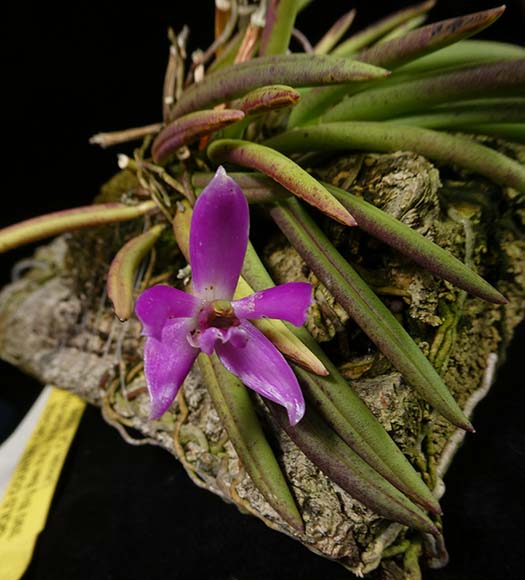 Southern California Orchid Species Society