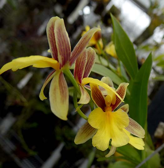 Southern California Orchid Species Society