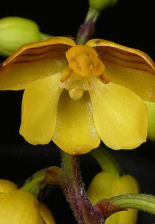 Southern California Orchid Species Society