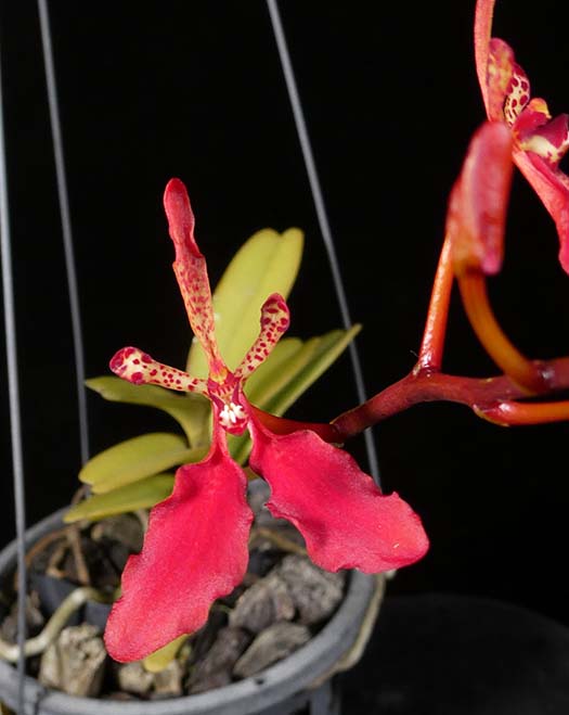 Southern California Orchid Species Society