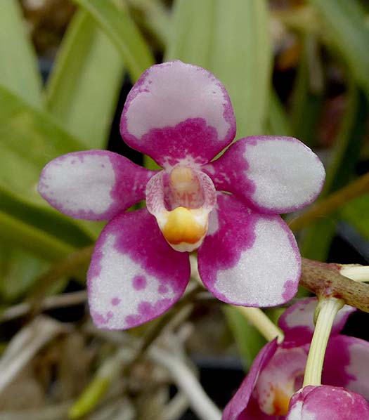Southern California Orchid Species Society