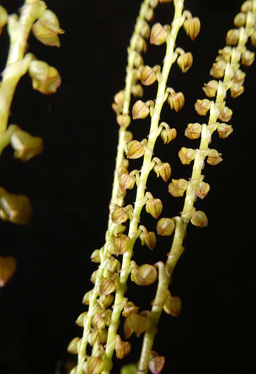 Southern California Orchid Species Society