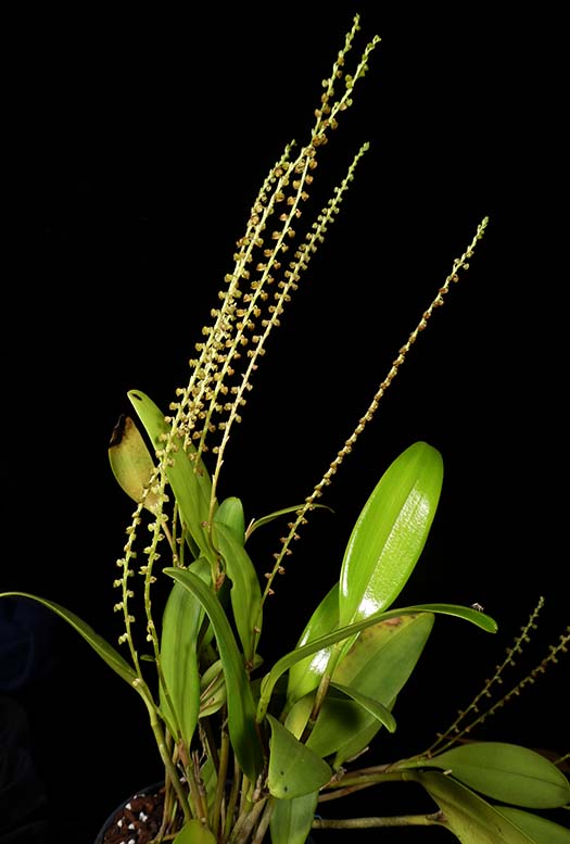Southern California Orchid Species Society