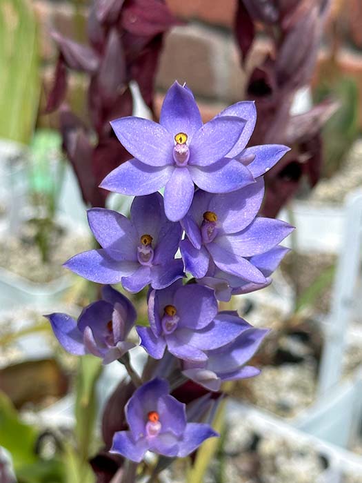 Southern California Orchid Species Society