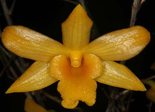 Southern California Orchid Species Society