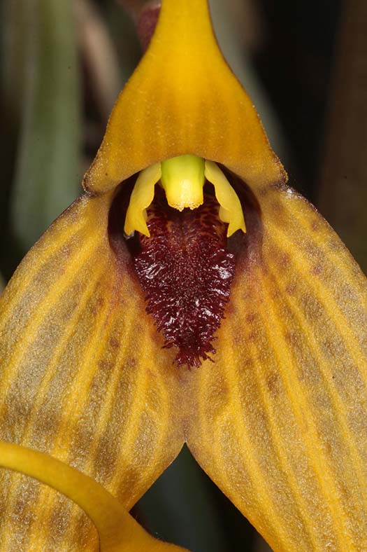 Southern California Orchid Species Society