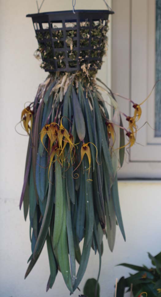 Southern California Orchid Species Society