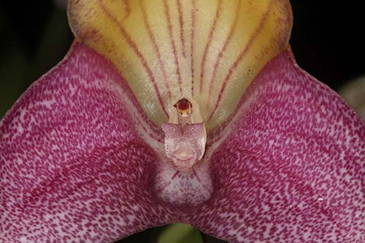 Southern California Orchid Species Society