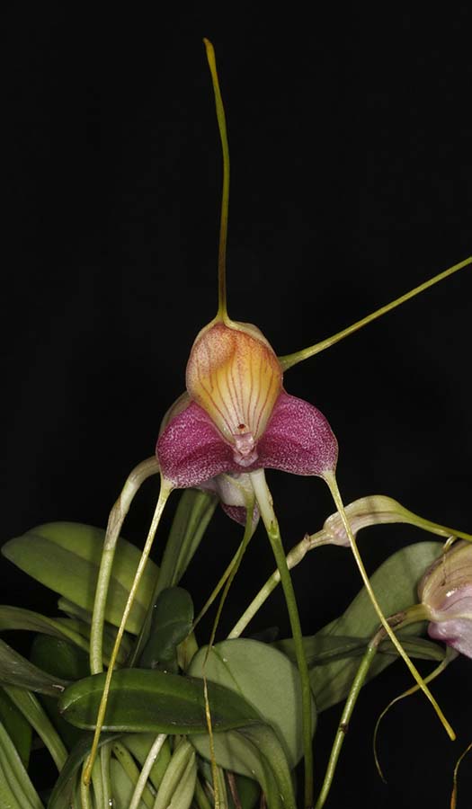 Southern California Orchid Species Society