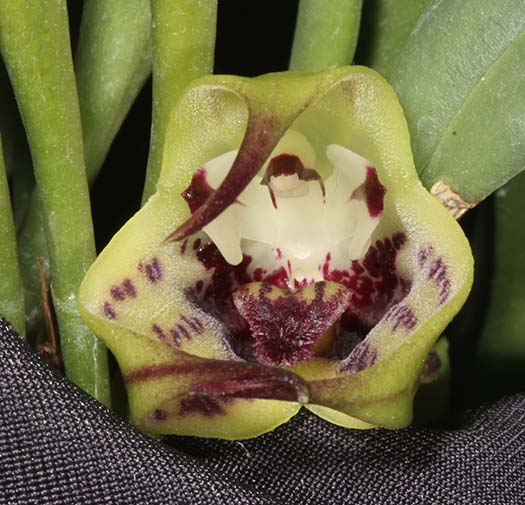 Southern California Orchid Species Society