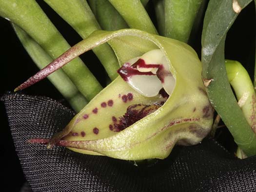 Southern California Orchid Species Society