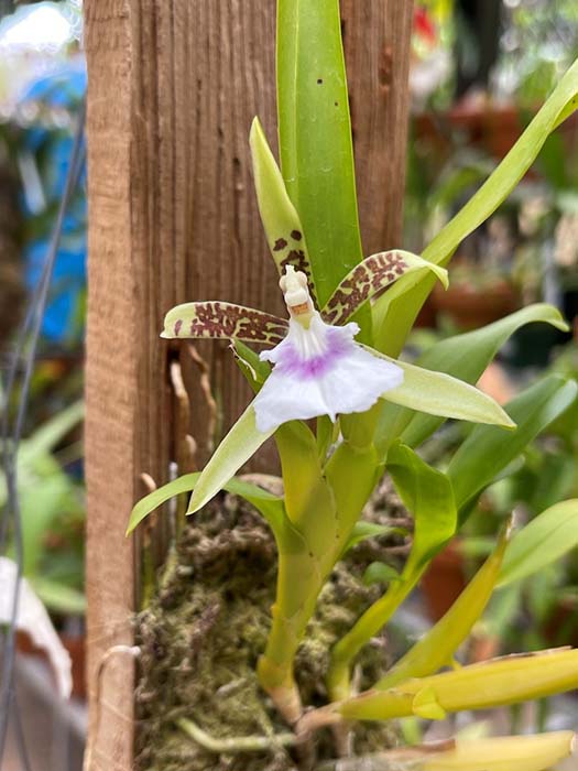 Southern California Orchid Species Society