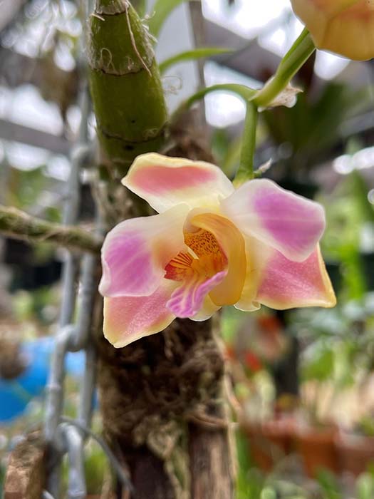 Southern California Orchid Species Society