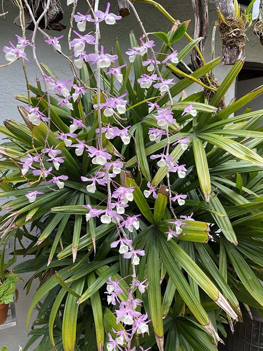 Southern California Orchid Species Society