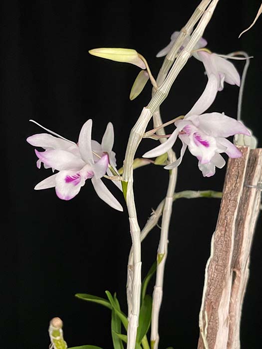 Southern California Orchid Species Society