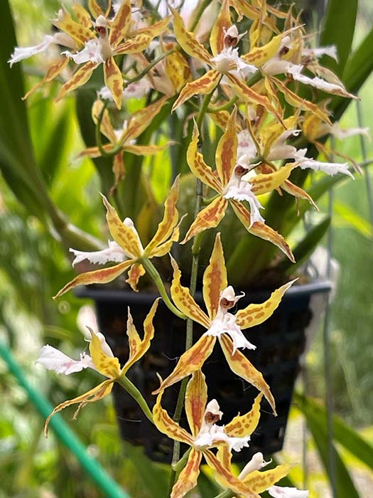 Southern California Orchid Species Society