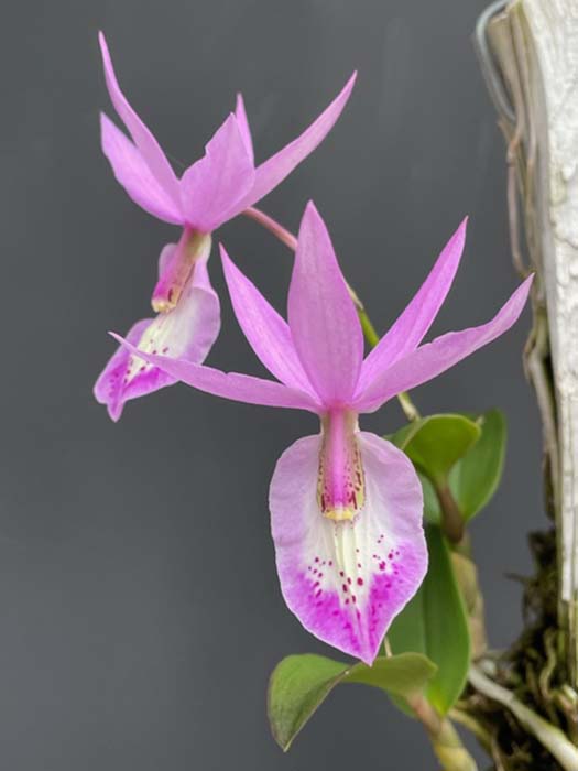 Southern California Orchid Species Society