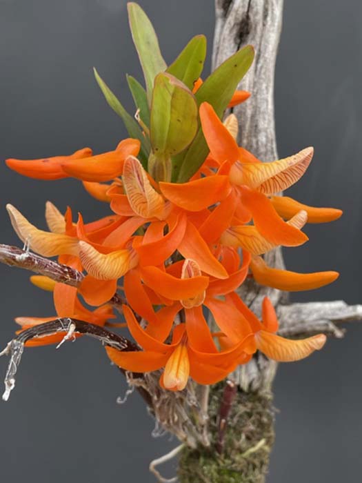 Southern California Orchid Species Society