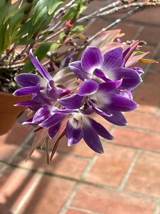 Southern California Orchid Species Society