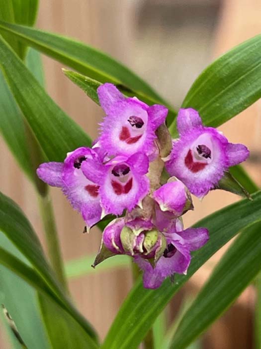 Southern California Orchid Species Society
