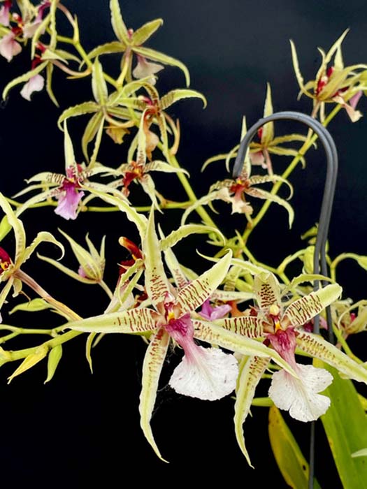 Southern California Orchid Species Society